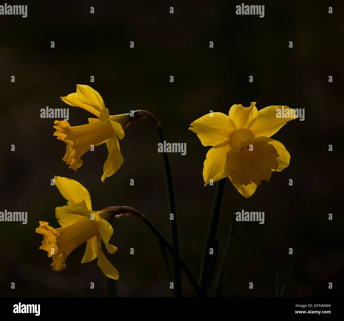 Wordsworth daffodils hi-res stock photography and images - Alamy