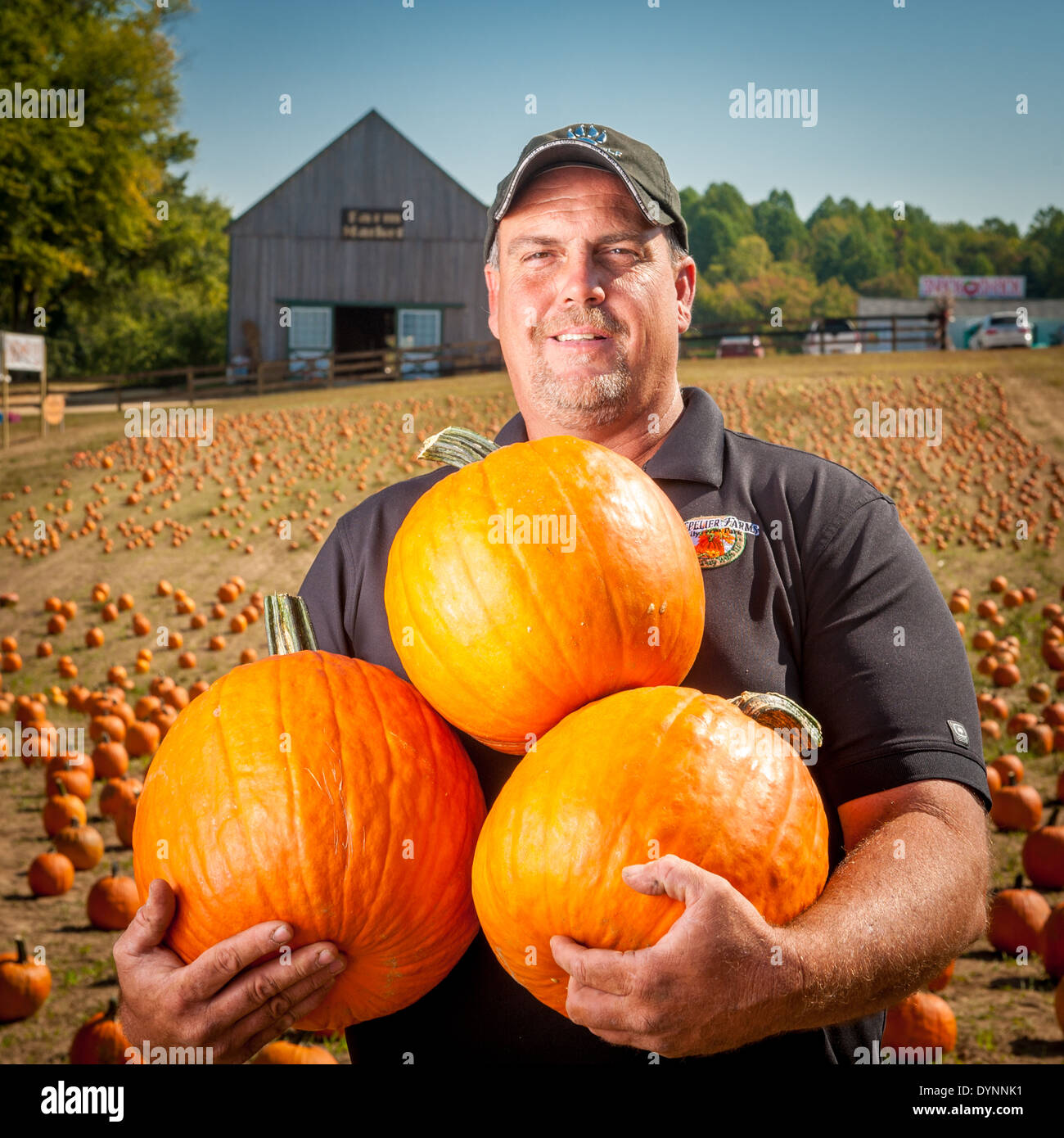 Man holding three pumpkins in pumpkin patch Upper Marlboro MD Stock ...