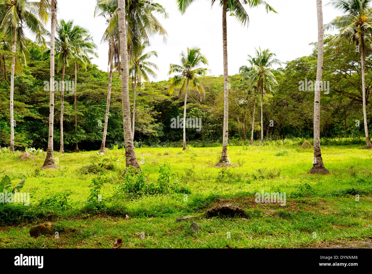 Rural Landscape in Puerto Princesa, Palawan, Philippines Stock Photo ...