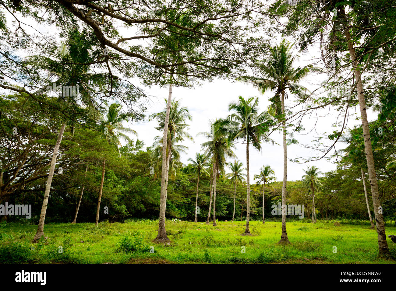 Rural Landscape in Puerto Princesa, Palawan, Philippines Stock Photo ...