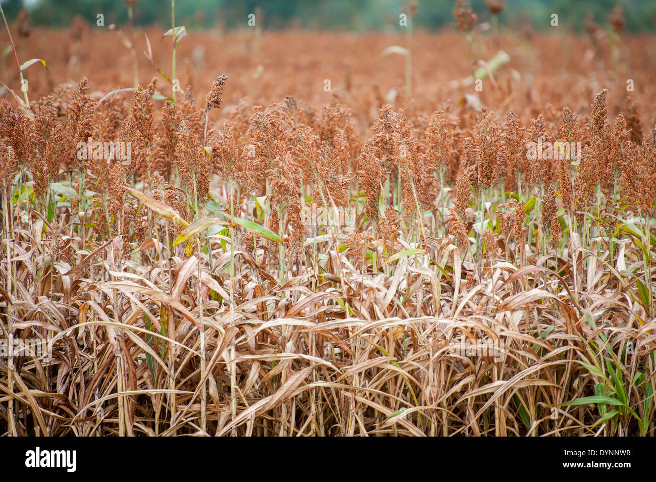 Sorghum field hi-res stock photography and images - Alamy