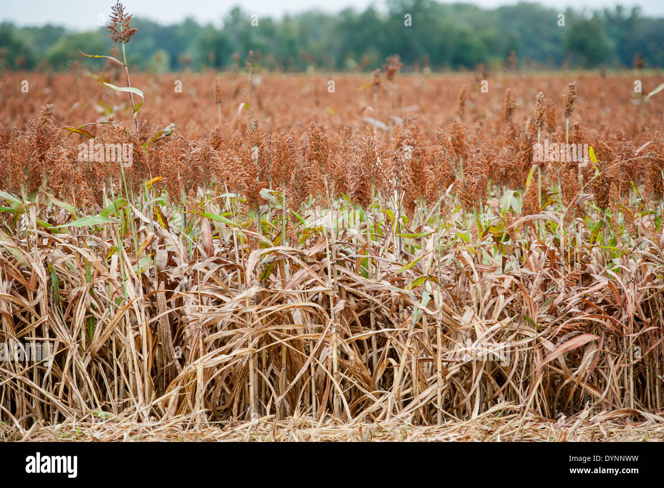 Sorghum field hi-res stock photography and images - Alamy