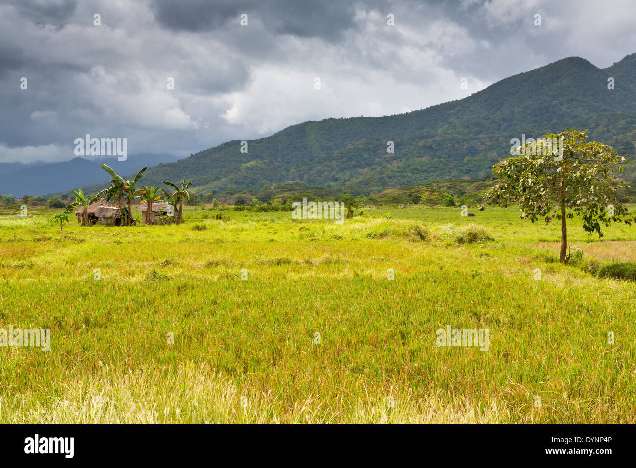 Rice Field in Puerto Princesa, Palawan, Philippines Stock Photo - Alamy