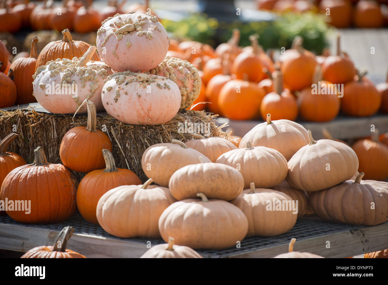 stacked pumpkins on display in York PA Stock Photo - Alamy