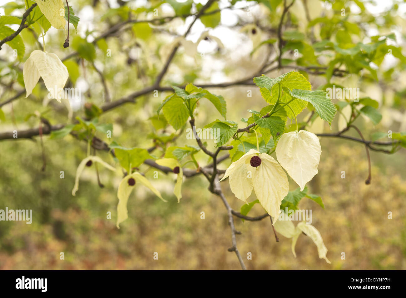 Fruit of dove or handkerchief tree with hanging fruit yet to fully ...