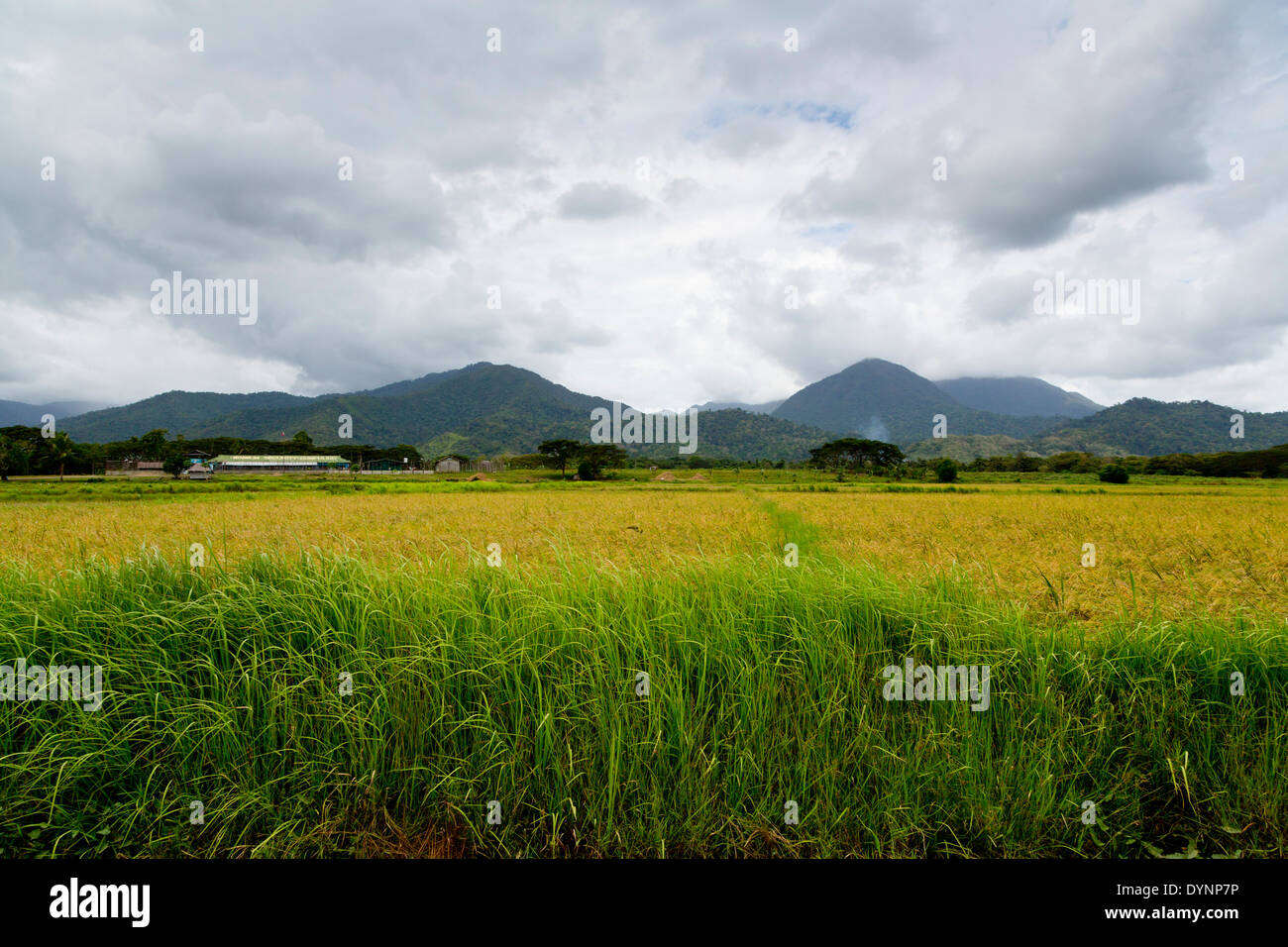 Rice field in palawan hi-res stock photography and images - Alamy