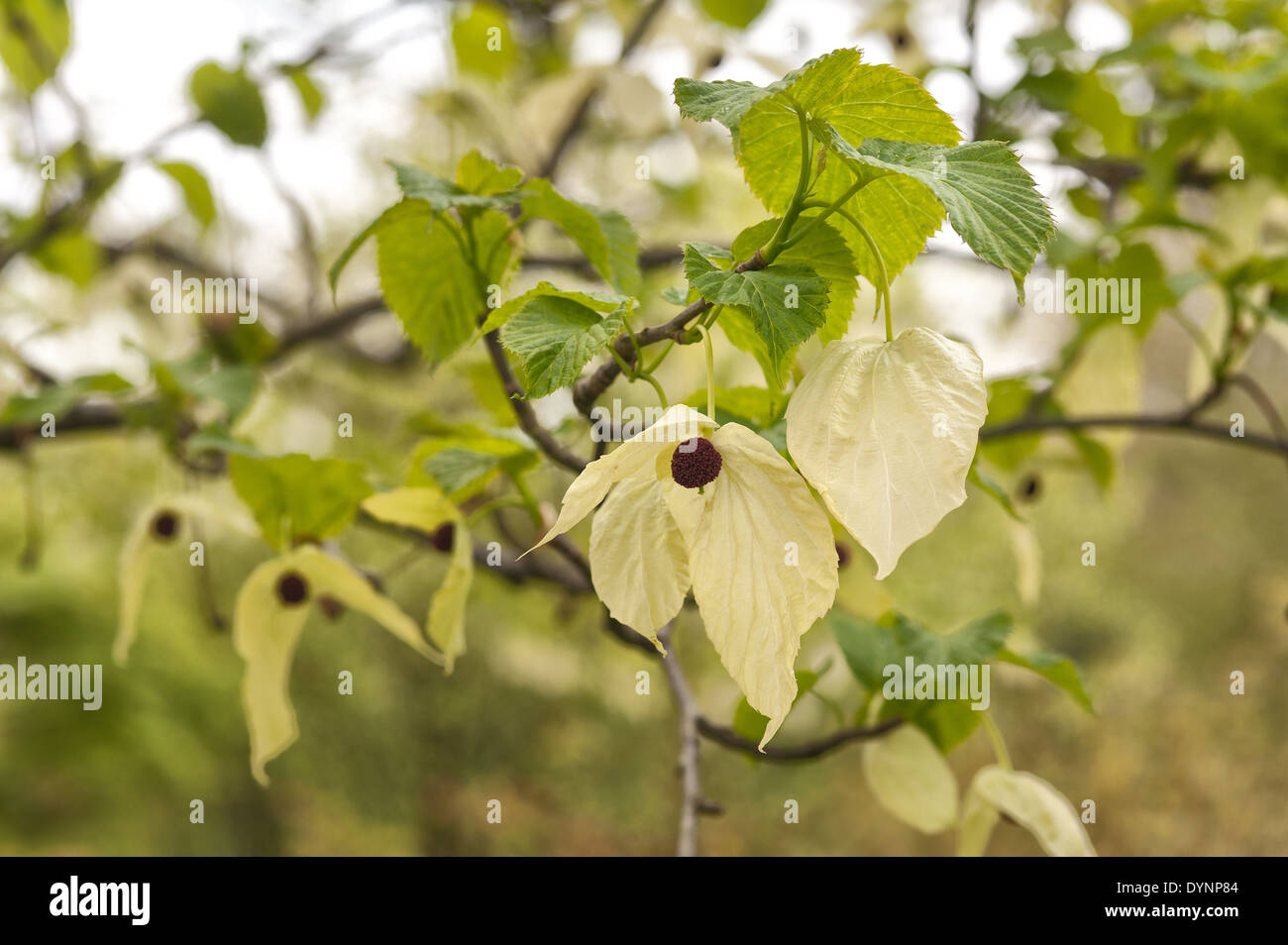 Fruit of dove or handkerchief tree with hanging fruit yet to fully ...