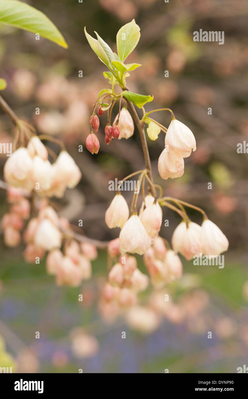new young buds of Mountain silverbell flowers also the snowdrop tree ...