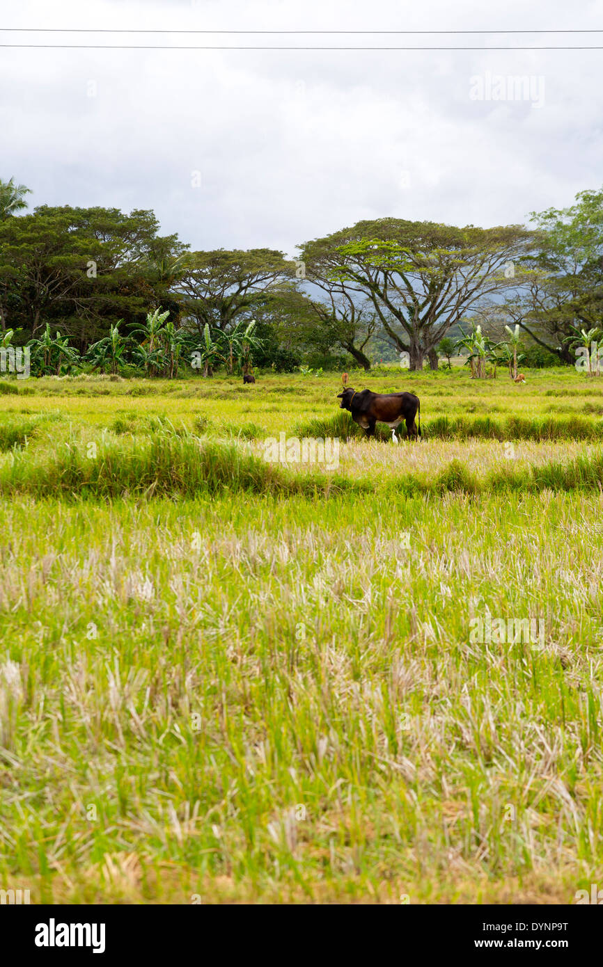 Rural Landscape in Puerto Princesa, Palawan, Philippines Stock Photo ...