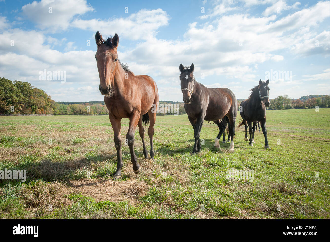 Standardbred hi-res stock photography and images - Alamy