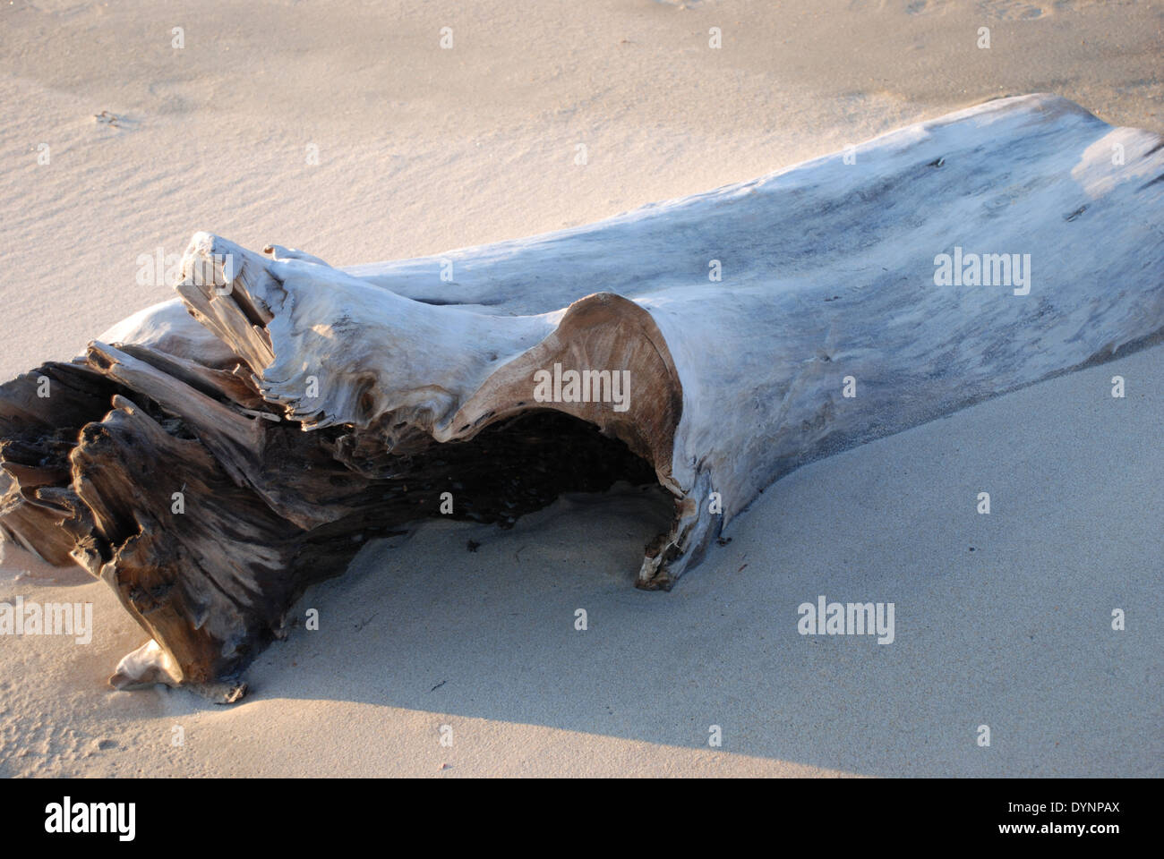 Driftwood on Beach Stock Photo - Alamy
