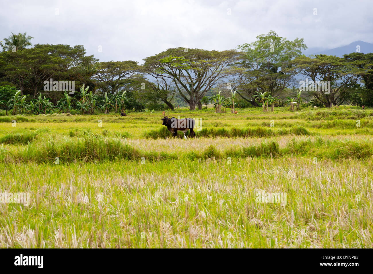 Rural Landscape in Puerto Princesa, Palawan, Philippines Stock Photo ...