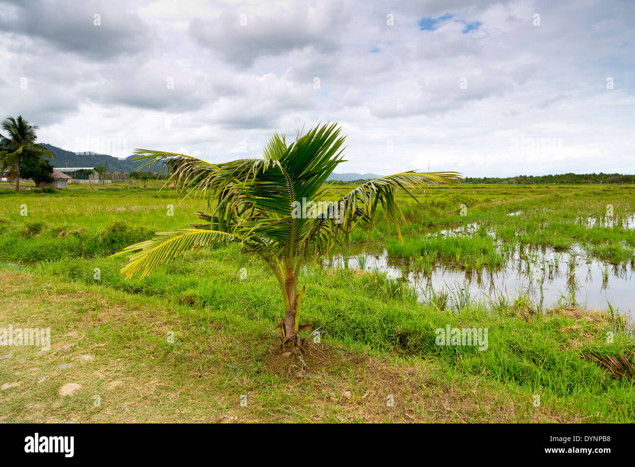 Rice Field in Puerto Princesa, Palawan, Philippines Stock Photo - Alamy