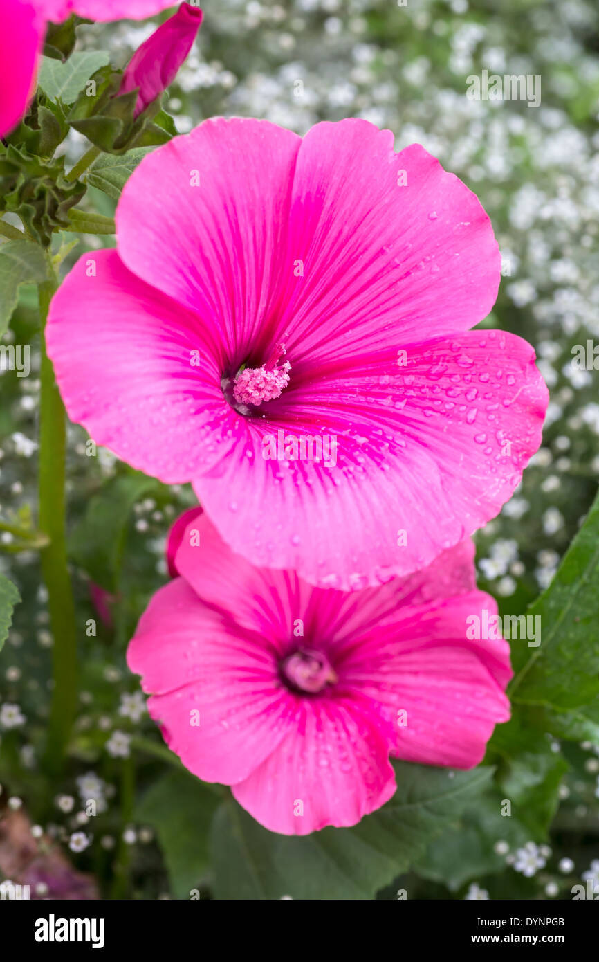 Rose Mallow High Resolution Stock Photography and Images - Alamy
