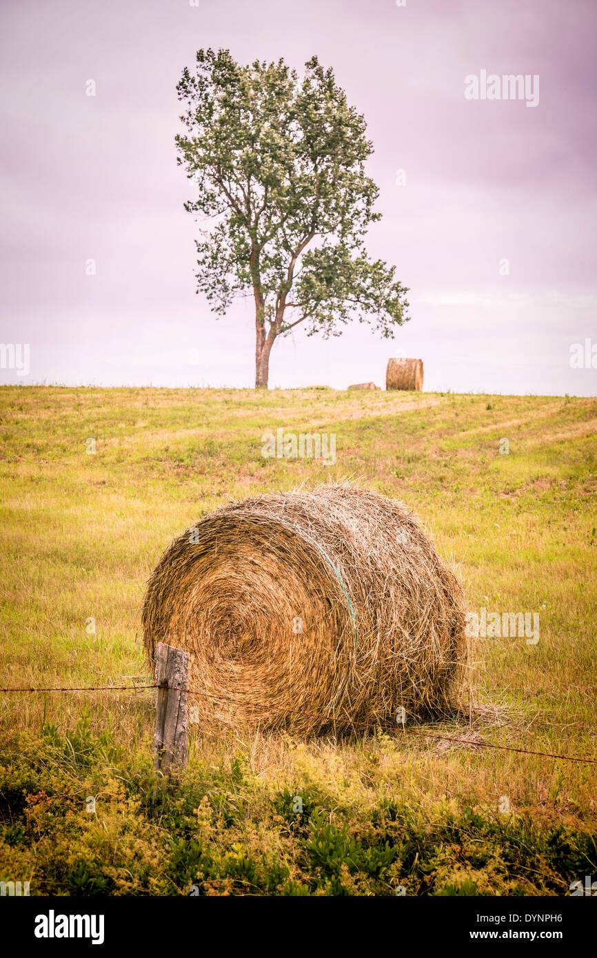Hay tree hi-res stock photography and images - Alamy