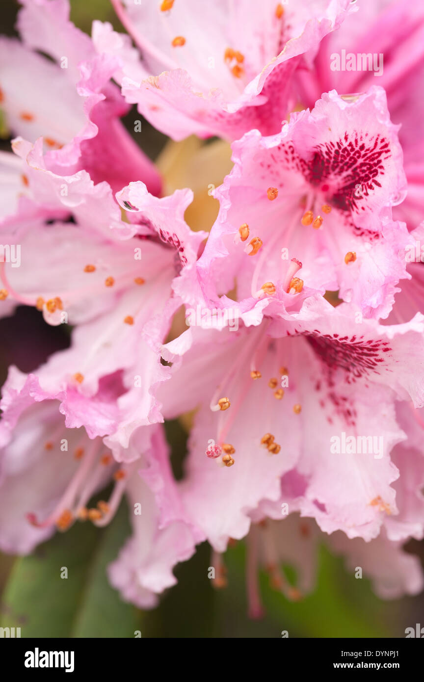 Abundant masses of delicate large blossom pale pink and white ...