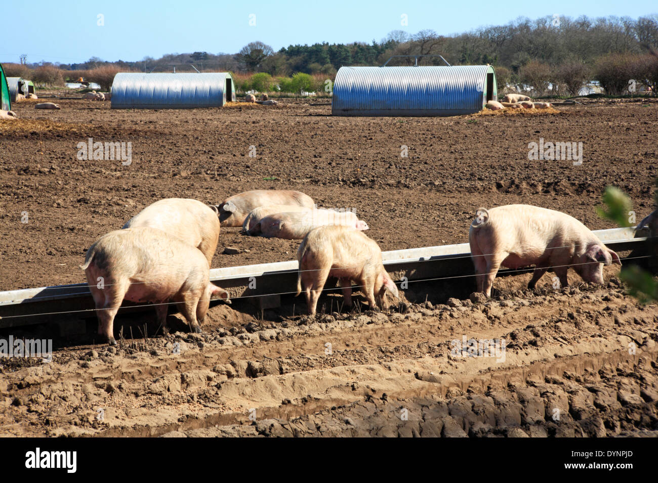 Farm pigs trough uk hi-res stock photography and images - Alamy