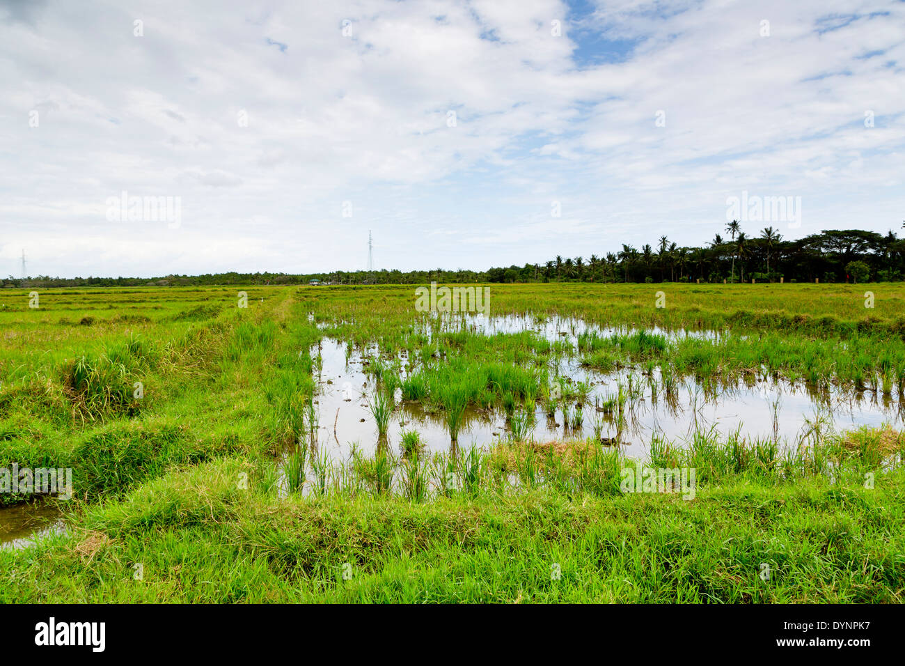Rice Field in Puerto Princesa, Palawan, Philippines Stock Photo - Alamy
