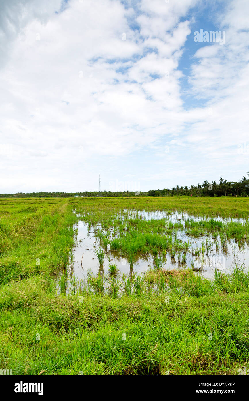 Rice Field in Puerto Princesa, Palawan, Philippines Stock Photo - Alamy
