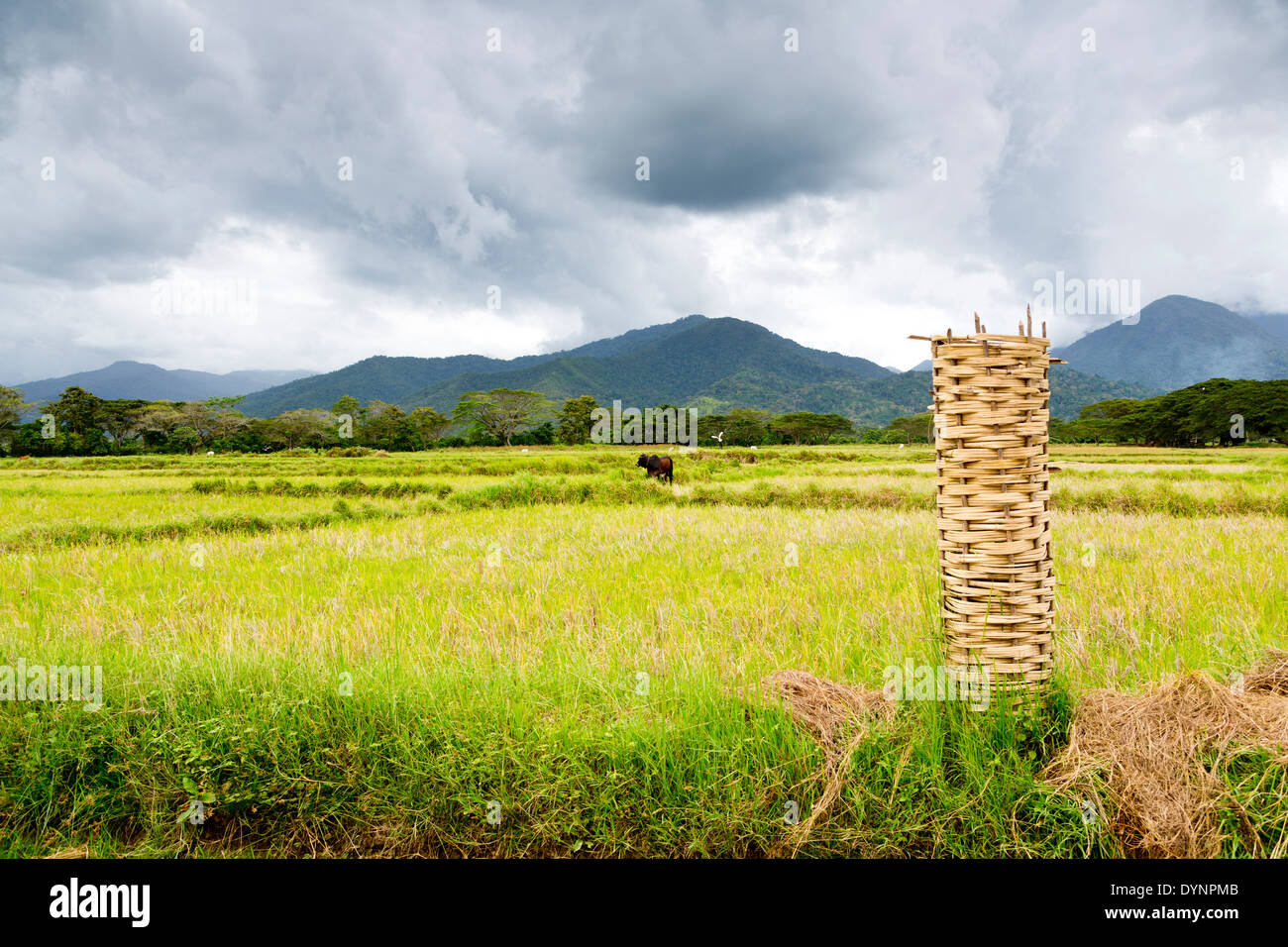 Rice Field in Puerto Princesa, Palawan, Philippines Stock Photo - Alamy