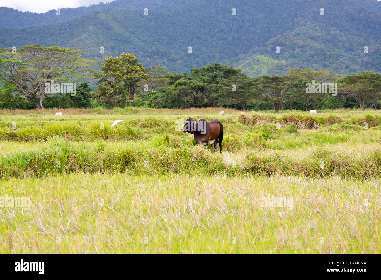 Rural Landscape in Puerto Princesa, Palawan, Philippines Stock Photo ...