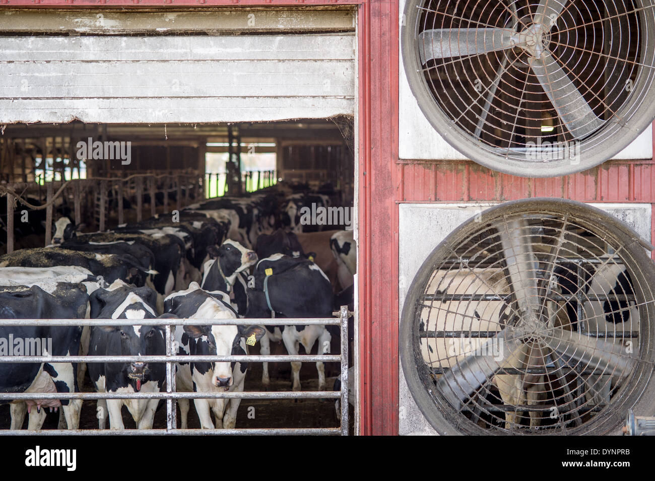 Inside the barn hi-res stock photography and images - Alamy