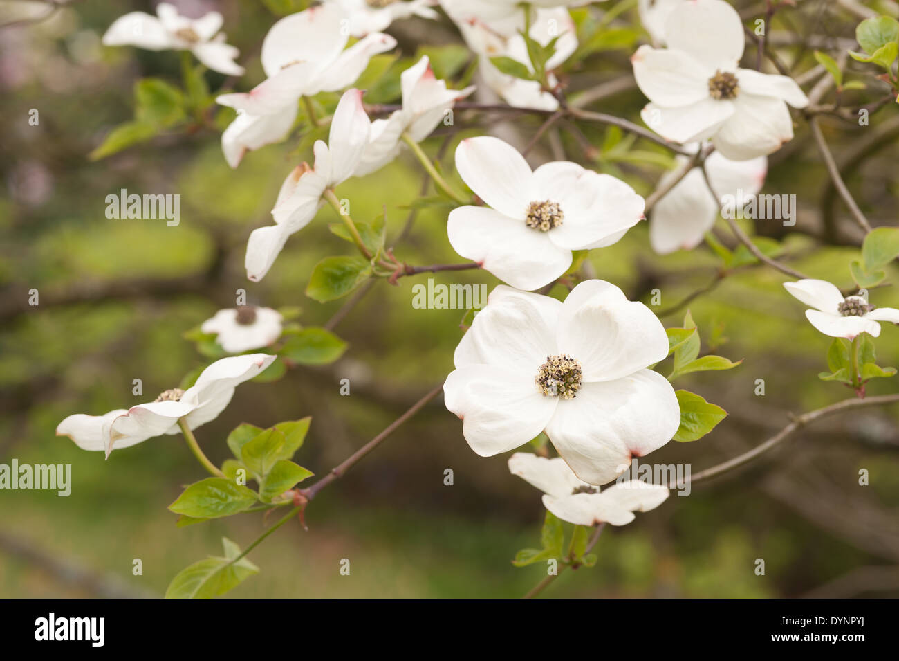 Mass of flowers on the white wonder dogwood tree a medium sized shrub ...