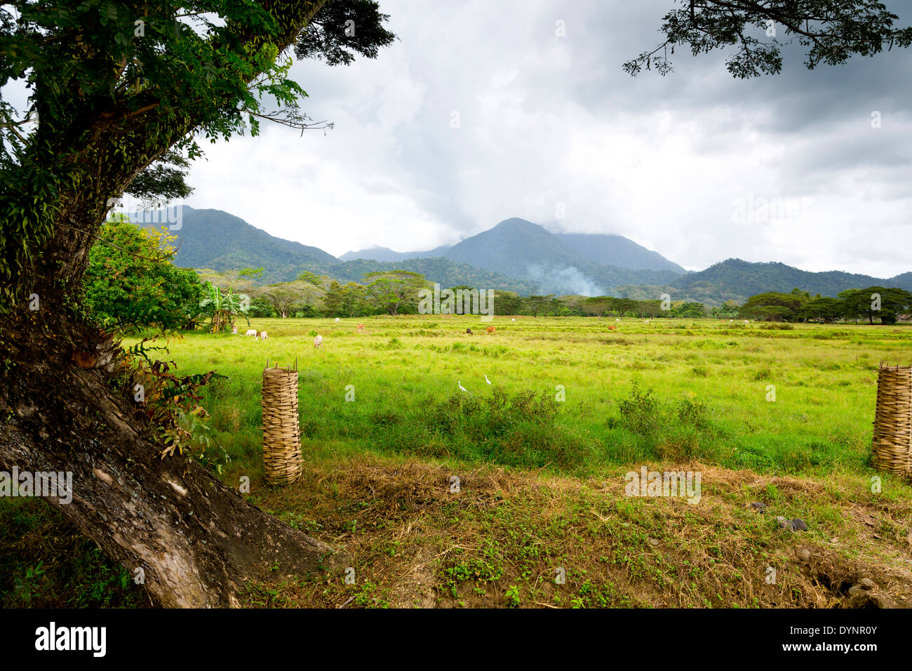 Rice Field in Puerto Princesa, Palawan, Philippines Stock Photo - Alamy