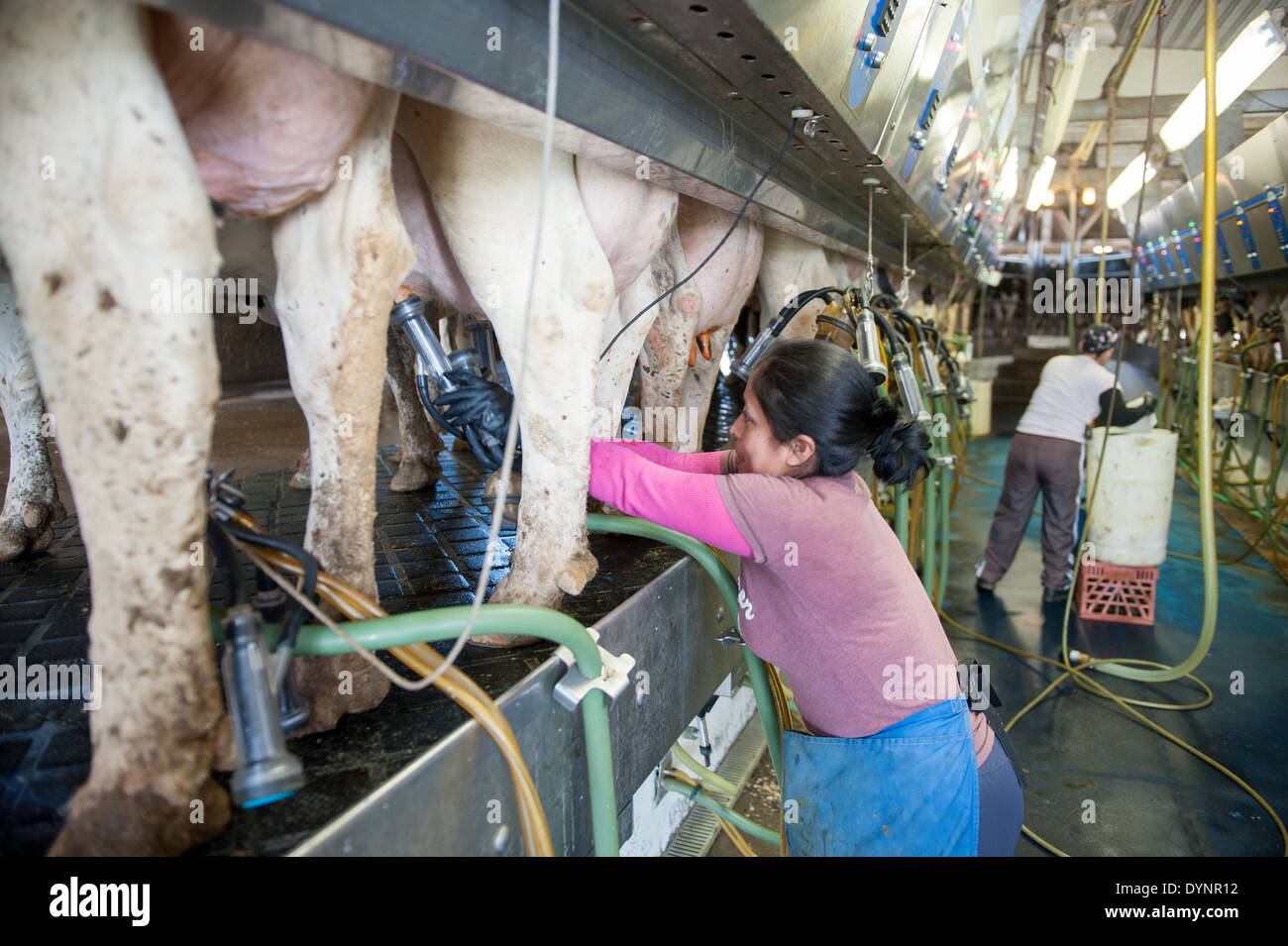 milking equipment being attached to dairy cow by female adult worker in ...