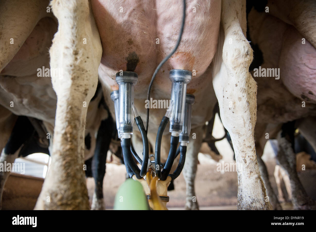 Dairy milking cow hi-res stock photography and images - Alamy