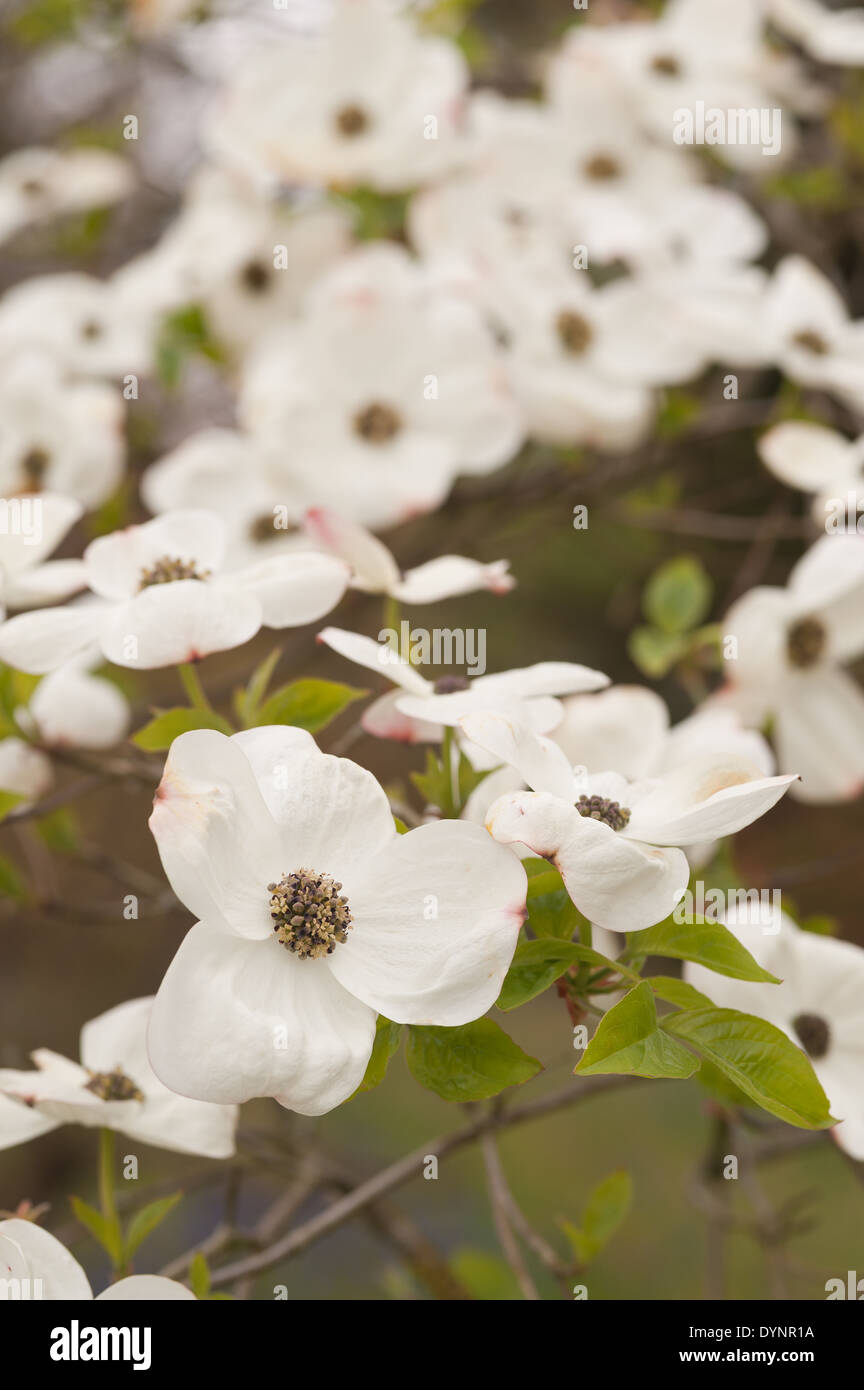 Japanese wonder flower hi-res stock photography and images - Alamy