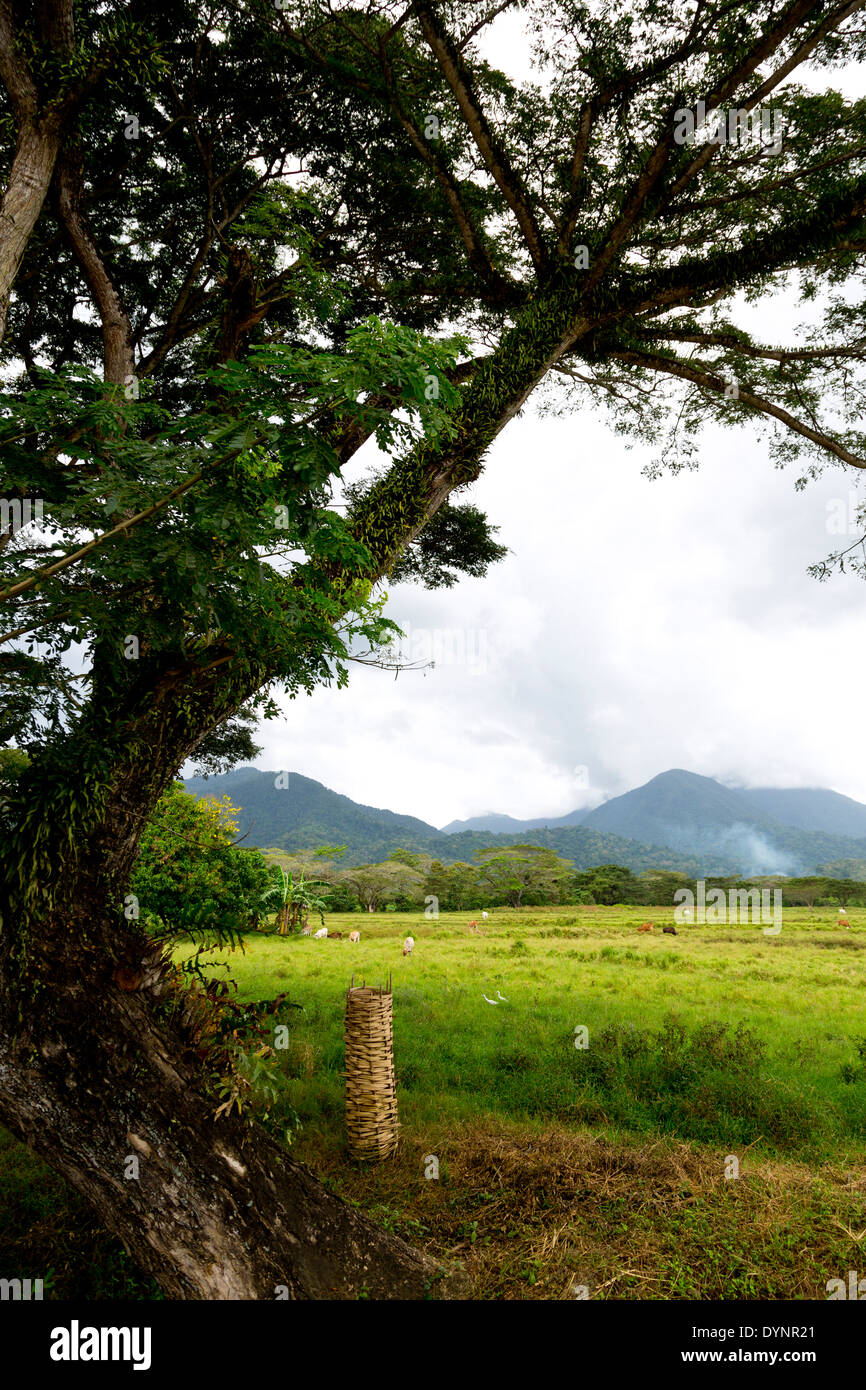 Rice Field in Puerto Princesa, Palawan, Philippines Stock Photo - Alamy