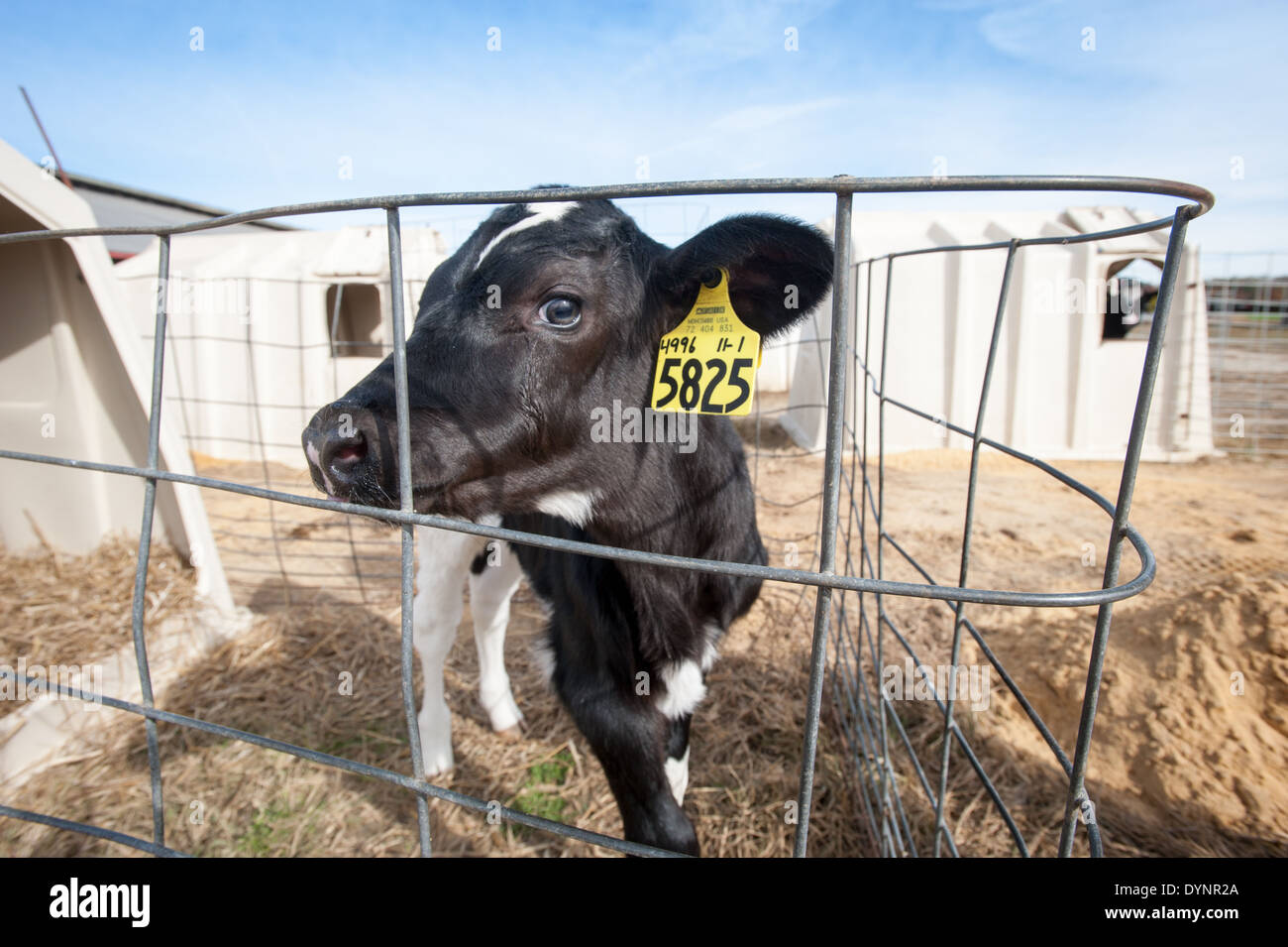Cow looking through fence hi-res stock photography and images - Alamy