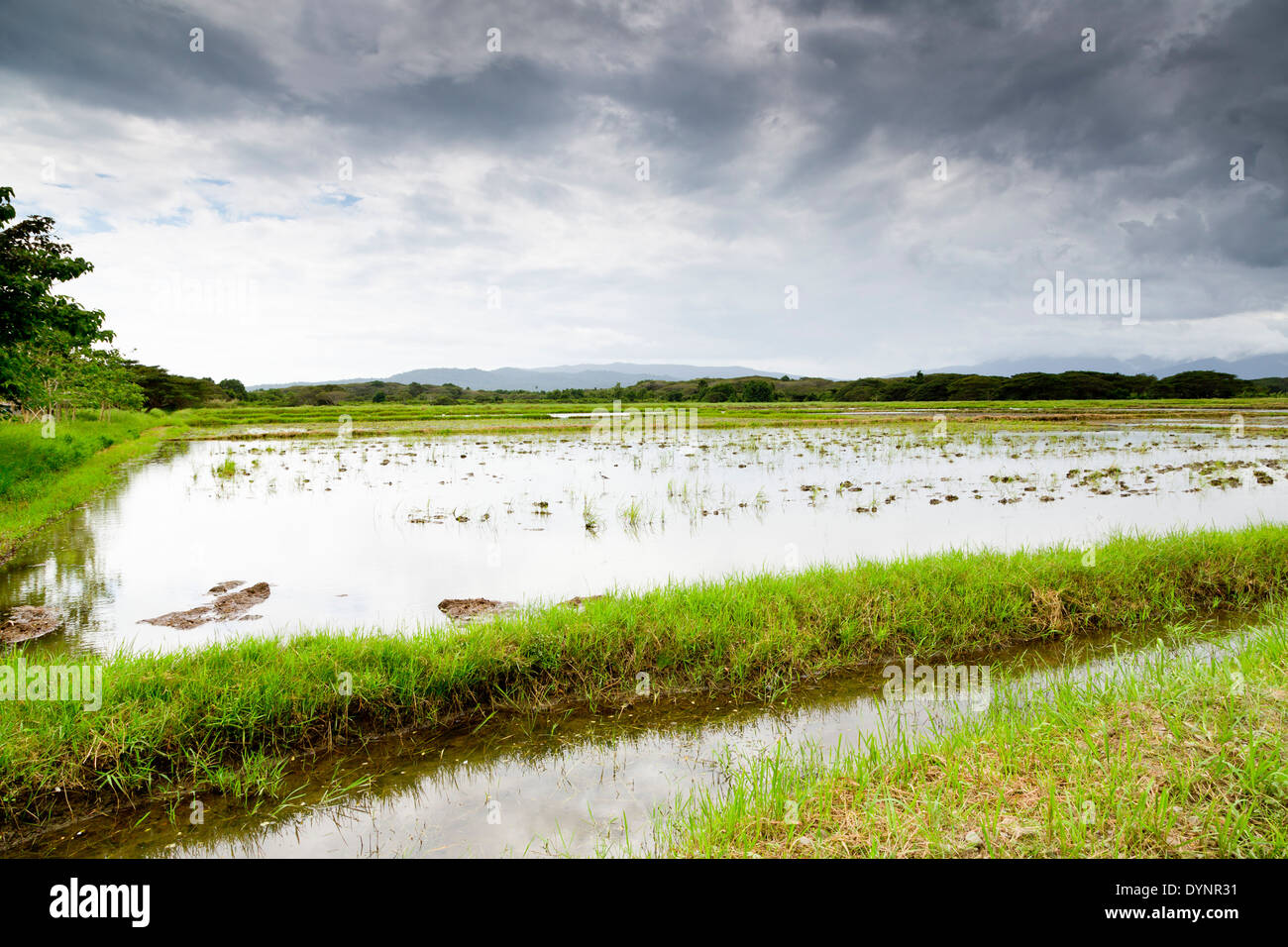Rice Field in Puerto Princesa, Palawan, Philippines Stock Photo - Alamy