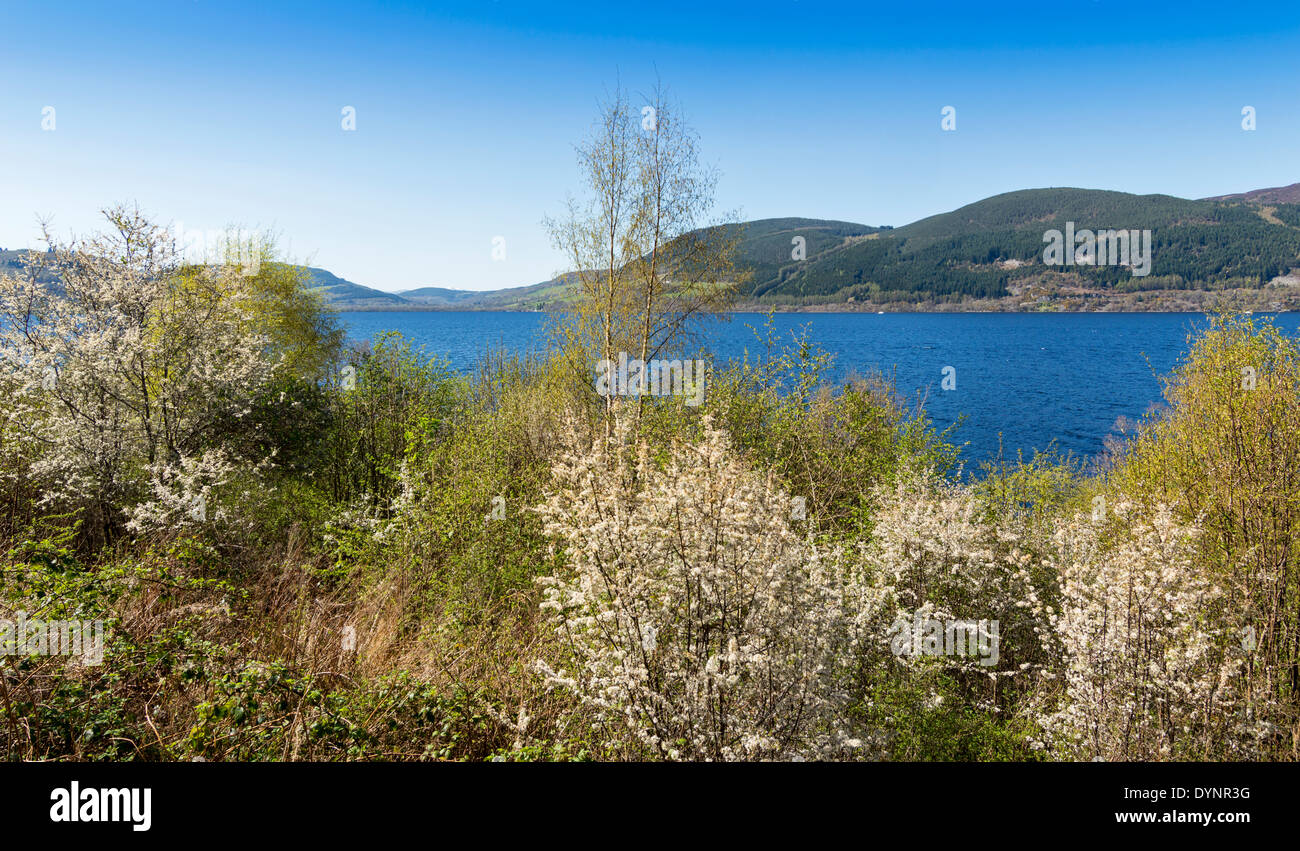 SPRINGTIME WITH HAWTHORN FLOWERS ON THE BANKS OF LOCH NESS SCOTLAND ...