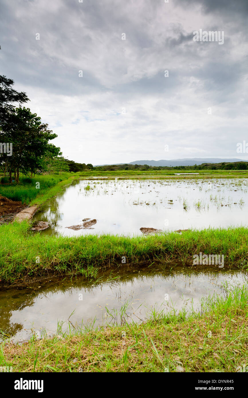 Rice Field in Puerto Princesa, Palawan, Philippines Stock Photo - Alamy