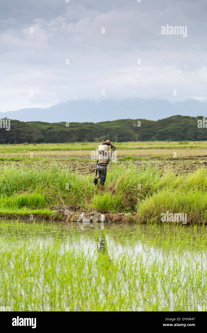 Rice Field in Puerto Princesa, Palawan, Philippines Stock Photo - Alamy