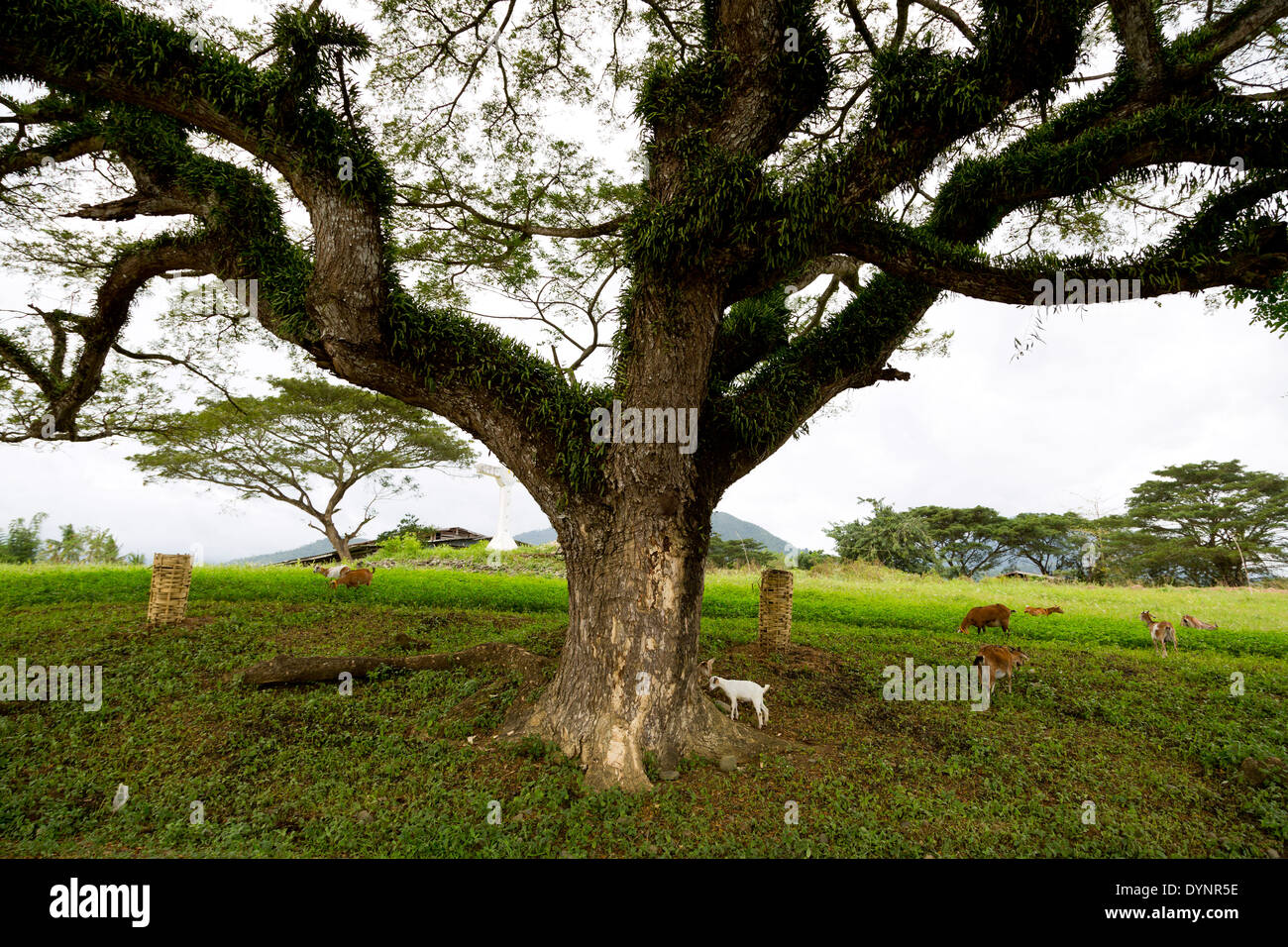 Old Tree in the Iwahig Prison and Penal Farm in Puerto Princesa ...