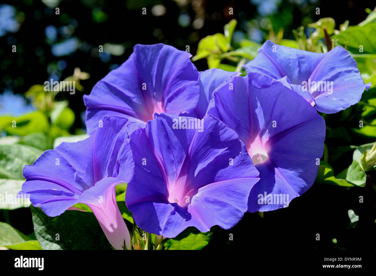 Purple Morning Glory flower in full bloom, Andalusia, Spain, Western ...
