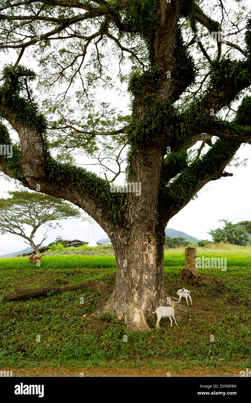 Old Tree in the Iwahig Prison and Penal Farm in Puerto Princesa ...