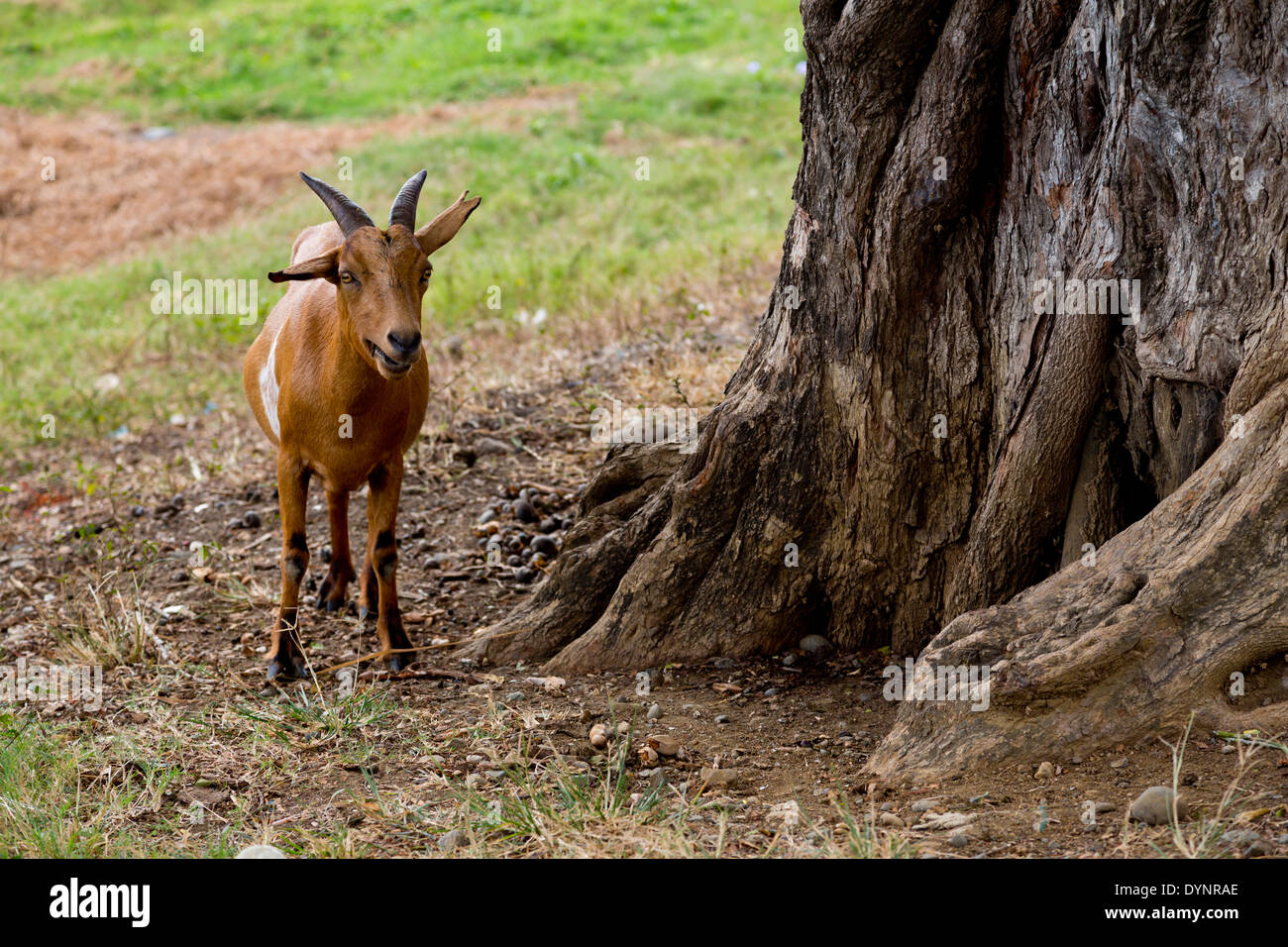 Goat in the Iwahig Prison and Penal Farm in Puerto Princesa, Palawan ...
