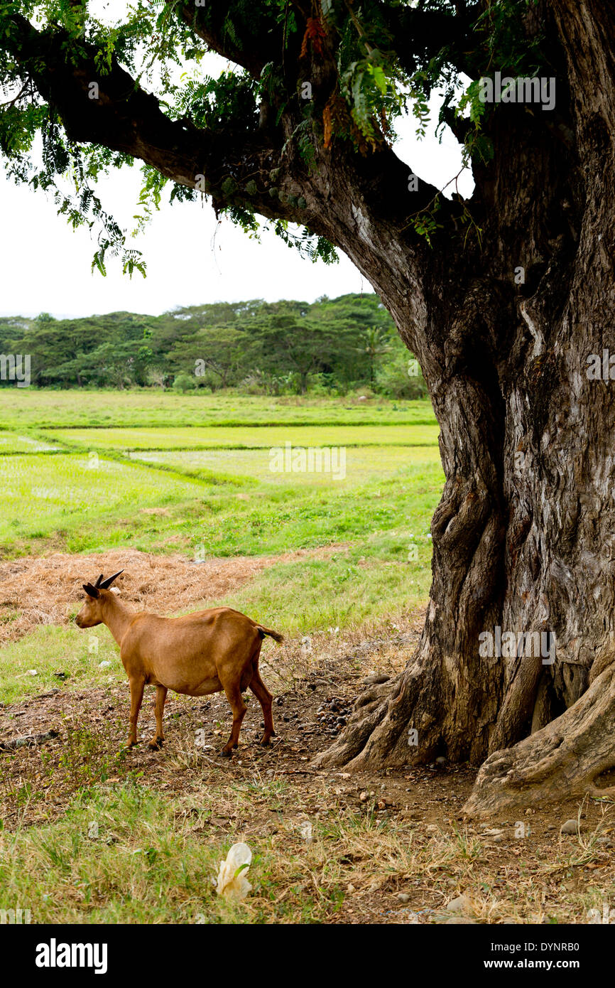 Rural Landscape in Puerto Princesa, Palawan, Philippines Stock Photo ...