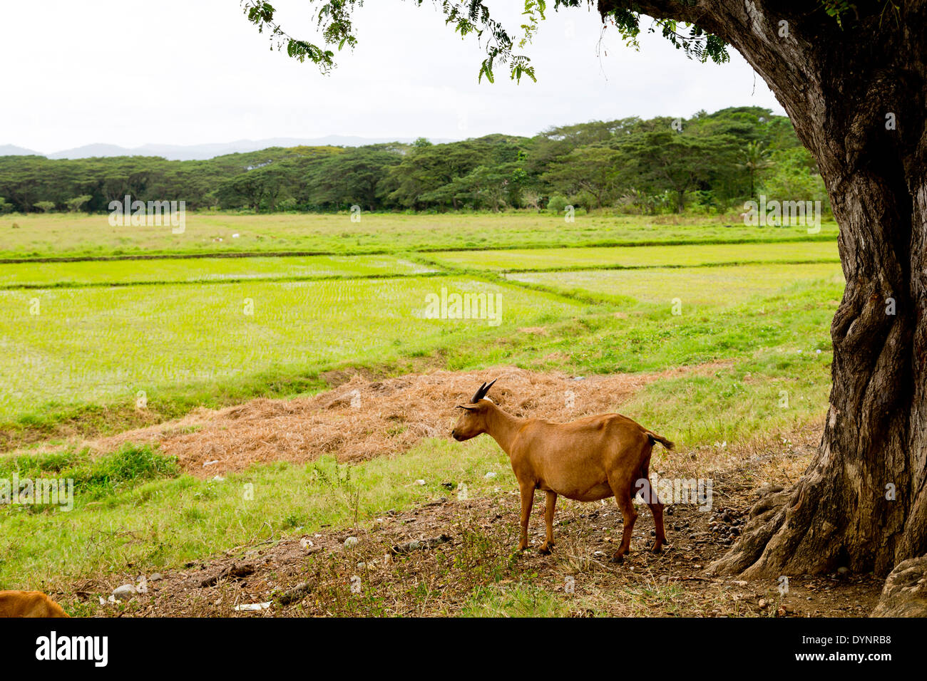 Rural Landscape in Puerto Princesa, Palawan, Philippines Stock Photo ...