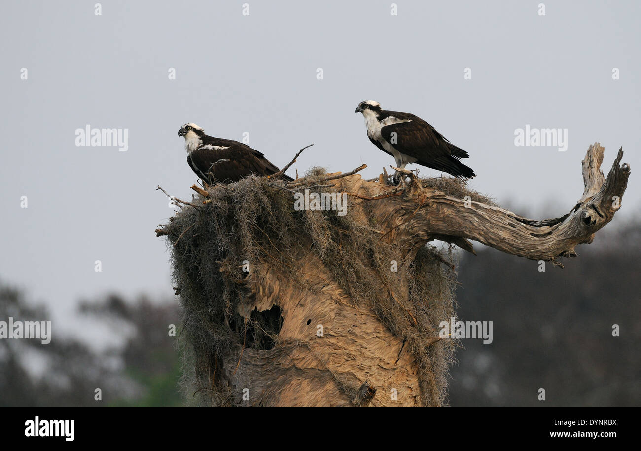 Ospreys at their nest on Blue Cypress Lake in Indian River County ...