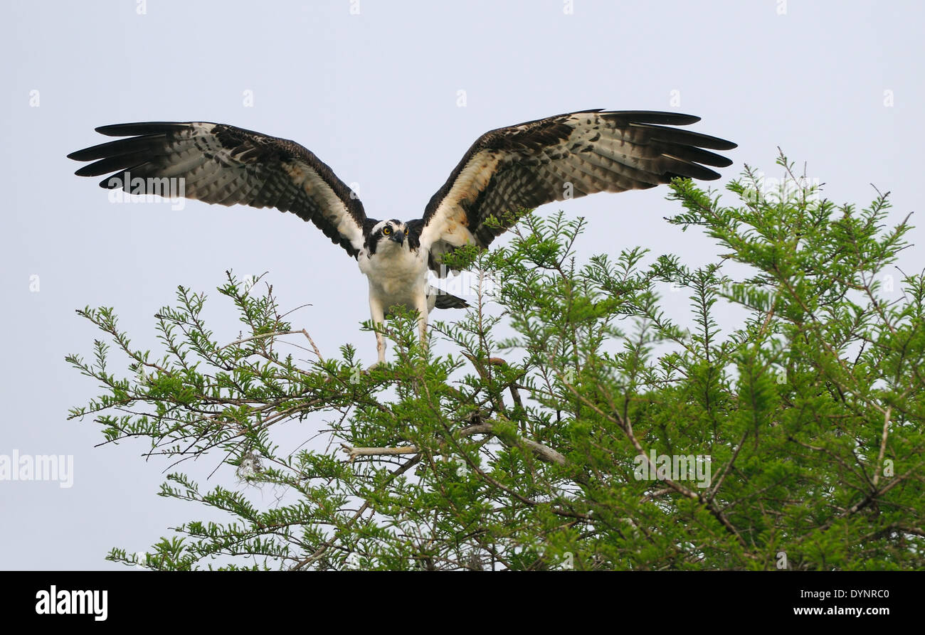 Osprey in early morning light at Blue Cypress Lake in Indian River ...