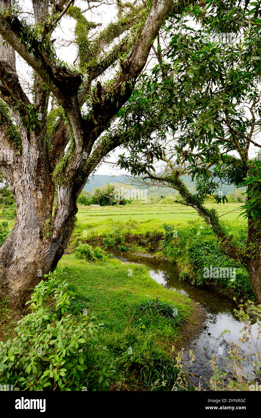 Rural Landscape in Puerto Princesa, Palawan, Philippines Stock Photo ...