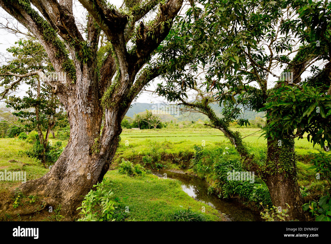 Rural Landscape in Puerto Princesa, Palawan, Philippines Stock Photo ...