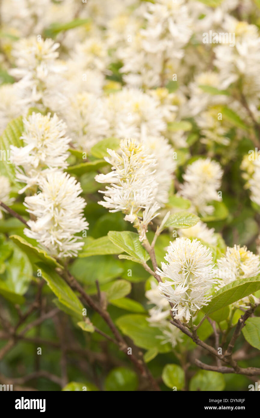 large display from Fothergilla major of new major flowers and creamy ...