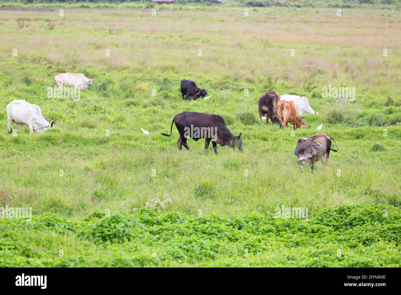 Cow grazing in the Iwahig Prison and Penal Farm in Puerto Princesa ...