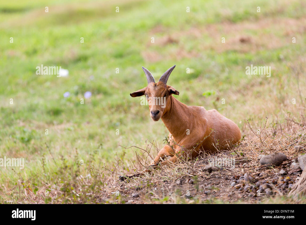 Goat in the Iwahig Prison and Penal Farm in Puerto Princesa, Palawan ...
